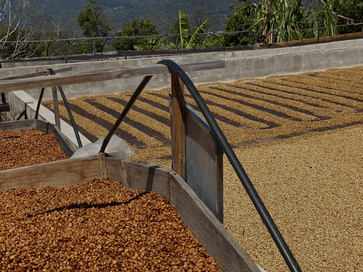 Reasons to Love Costa Rican Coffee | U3 Coffee